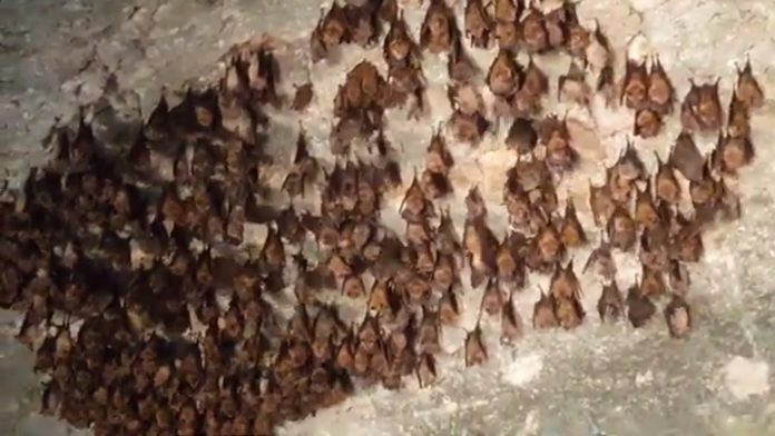 Gdje spavaju „domaći" slijepi miševi? (VIDEO) - Glas Zabjela