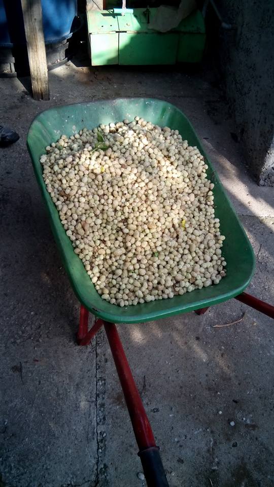 Murva - simbol Zabjela - Glas Zabjela